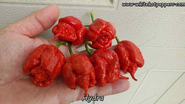 Super Hot Chili Pepper Seeds Page 2 - White Hot Peppers LLC