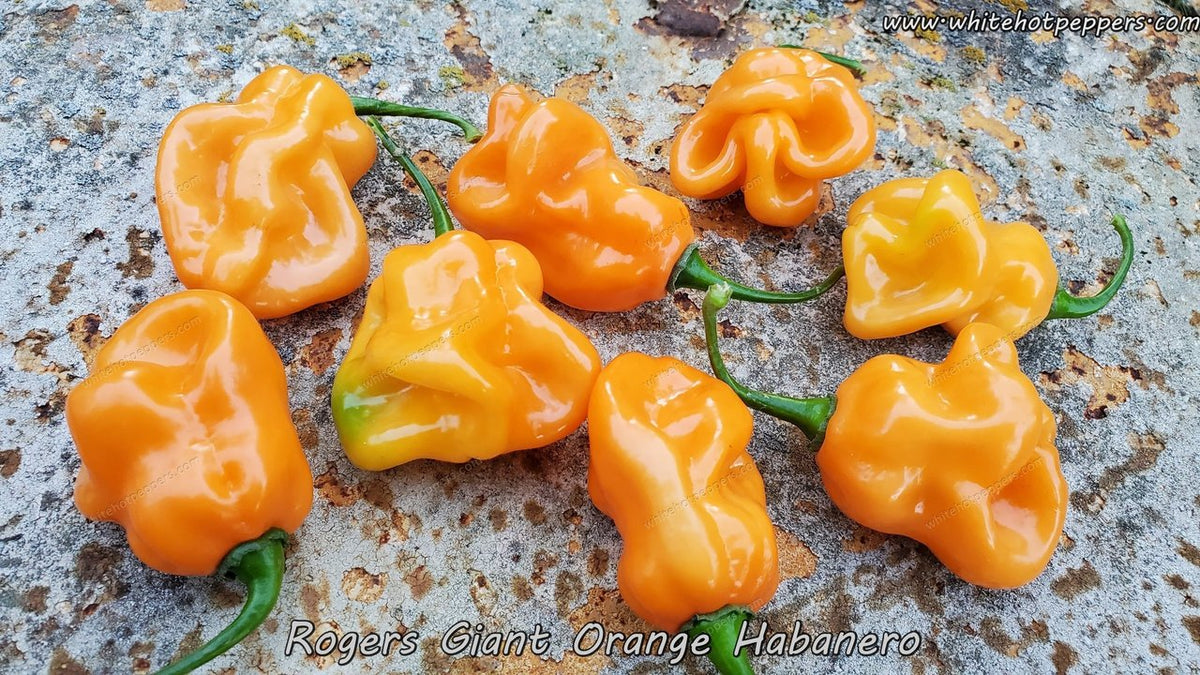 All Chili Pepper Seeds Tagged "Wicked" - White Hot Peppers LLC