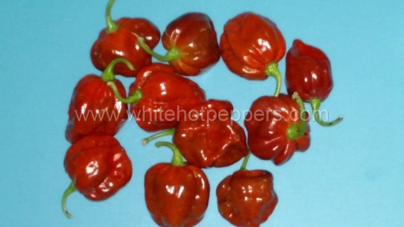 Very Hot Chili Pepper Seeds Tagged "Scorpion" - White Hot Peppers LLC