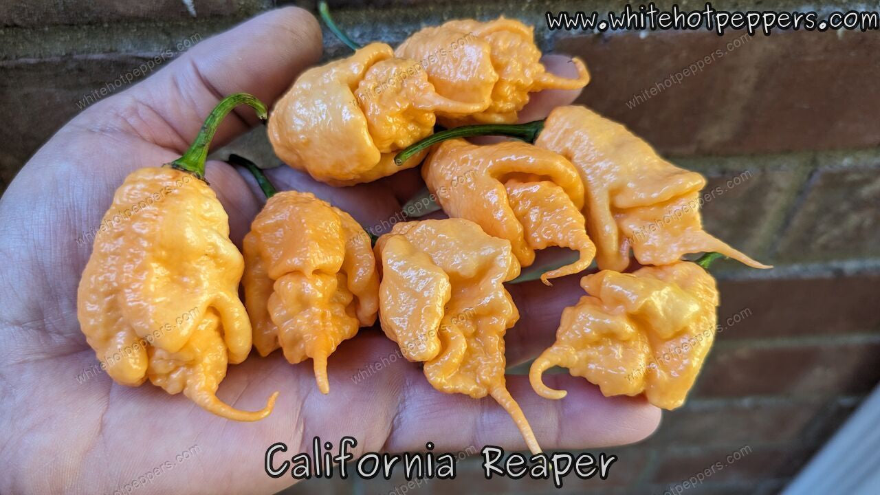 California Reaper - White Hot Peppers LLC