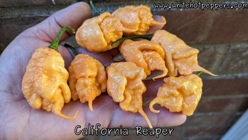 California Reaper - White Hot Peppers LLC