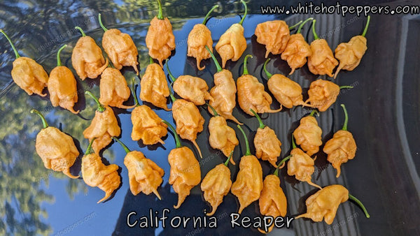 California Reaper - White Hot Peppers LLC
