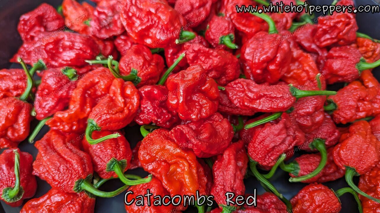 Catacombs Red - White Hot Peppers LLC