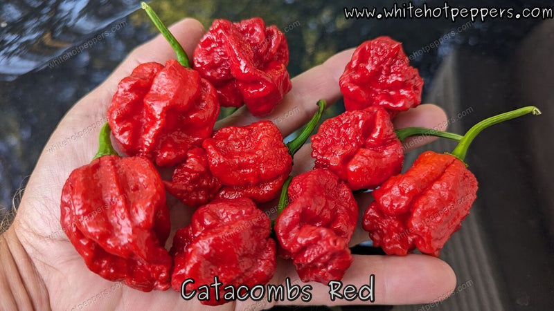 Catacombs Red - White Hot Peppers LLC