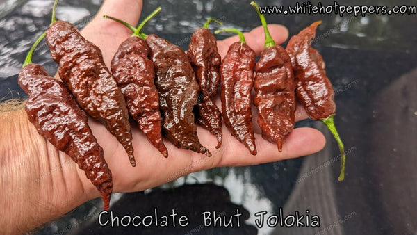Bhut Jolokia (Ghost) Chocolate - White Hot Peppers LLC
