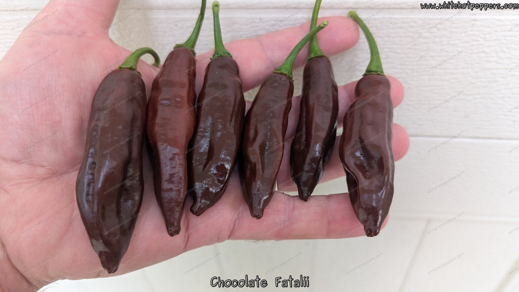Chocolate Fatalii - White Hot Peppers LLC