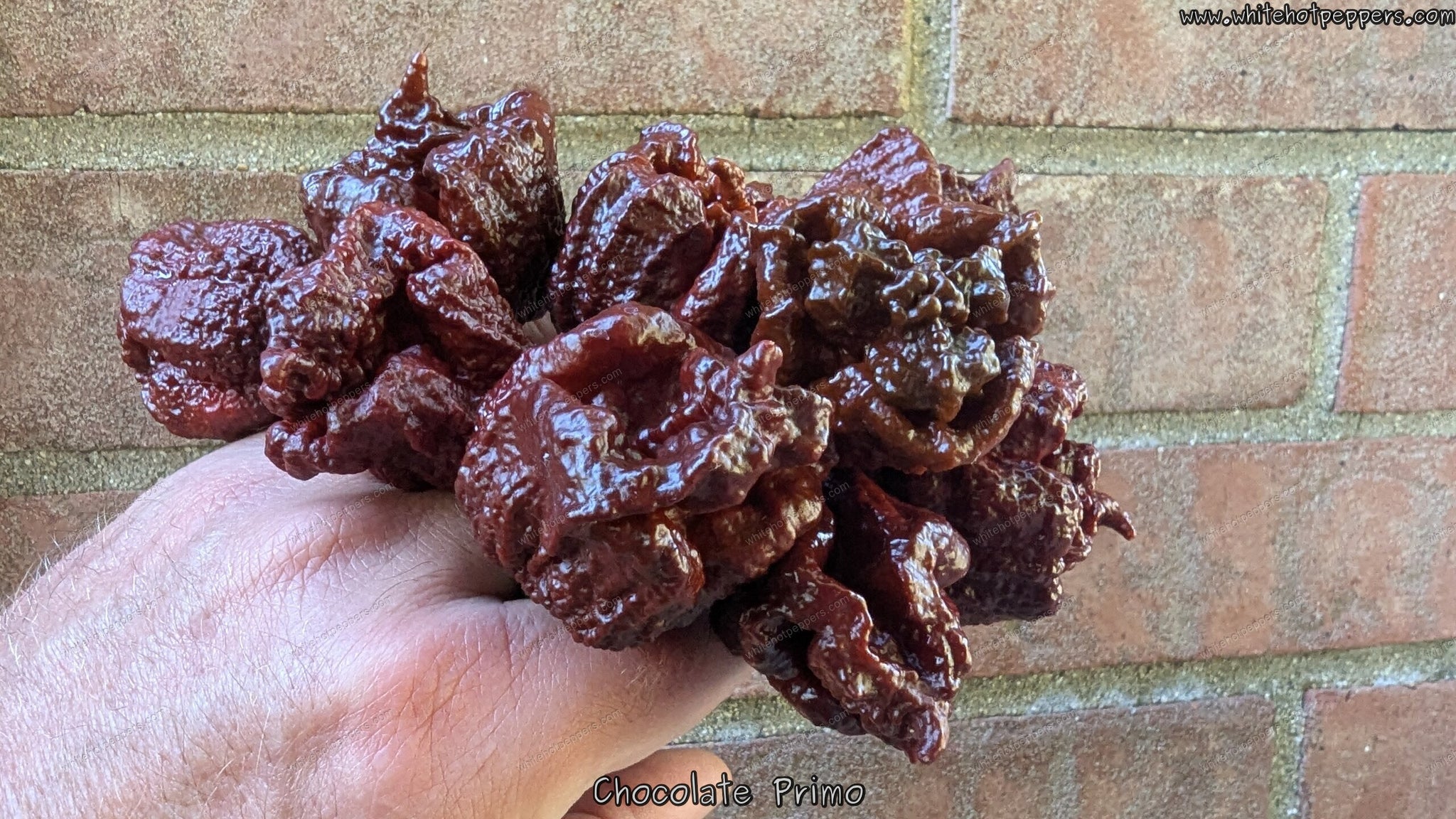 Chocolate Primo - White Hot Peppers LLC