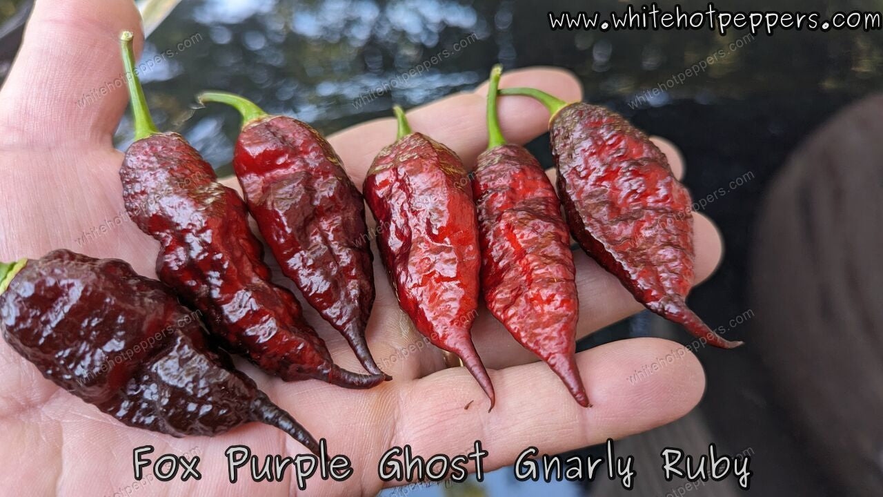 FOX Purple Ghost Gnarly Ruby - White Hot Peppers LLC