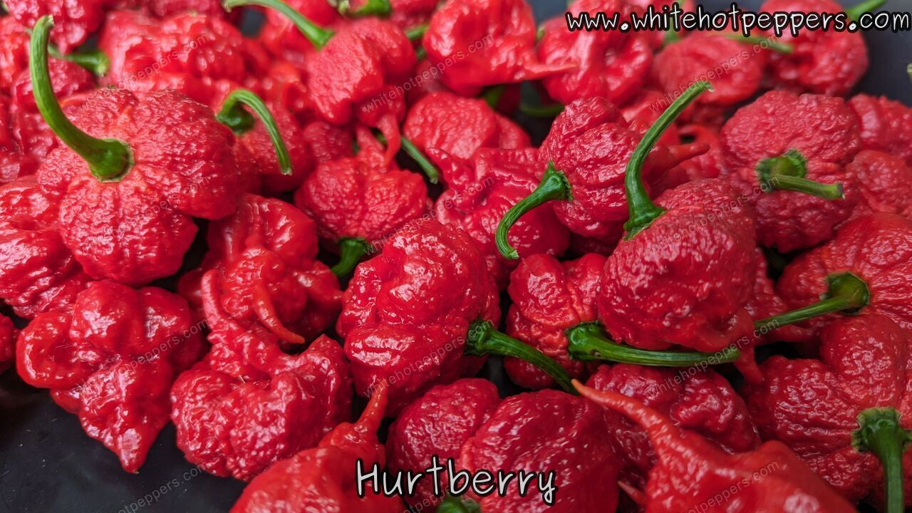 Hurt Berry - White Hot Peppers LLC