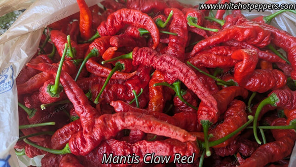 Mantis Claw Red - White Hot Peppers LLC