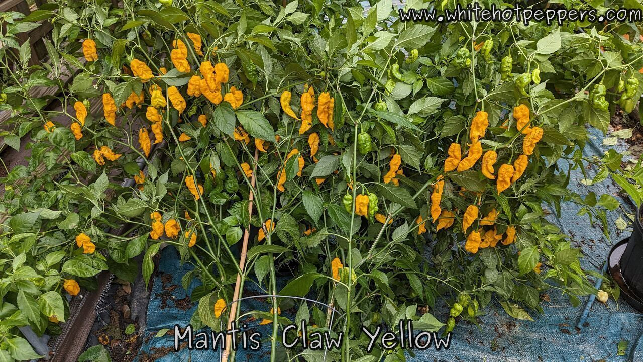 Mantis Claw Yellow - White Hot Peppers LLC
