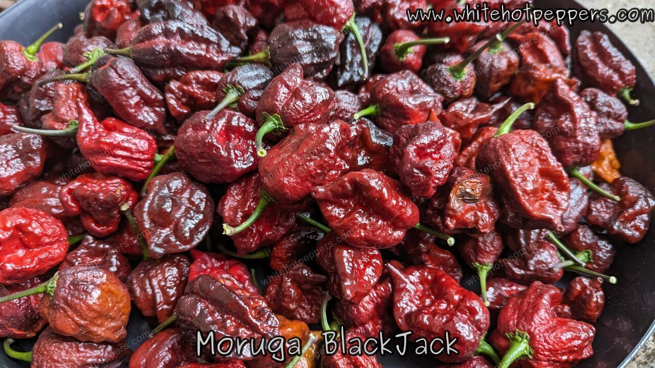 Moruga Blackjack - White Hot Peppers LLC