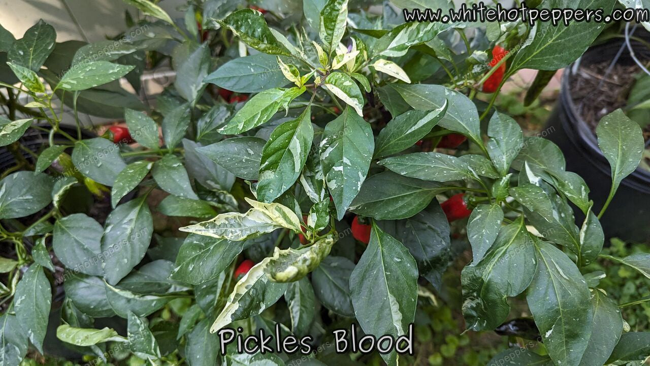 Pickle's Blood - White Hot Peppers LLC