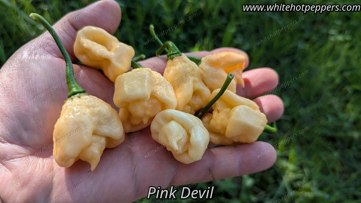 Pink Devil - White Hot Peppers LLC