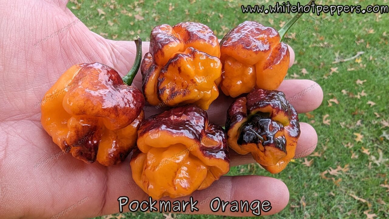 Pockmark Orange - White Hot Peppers LLC