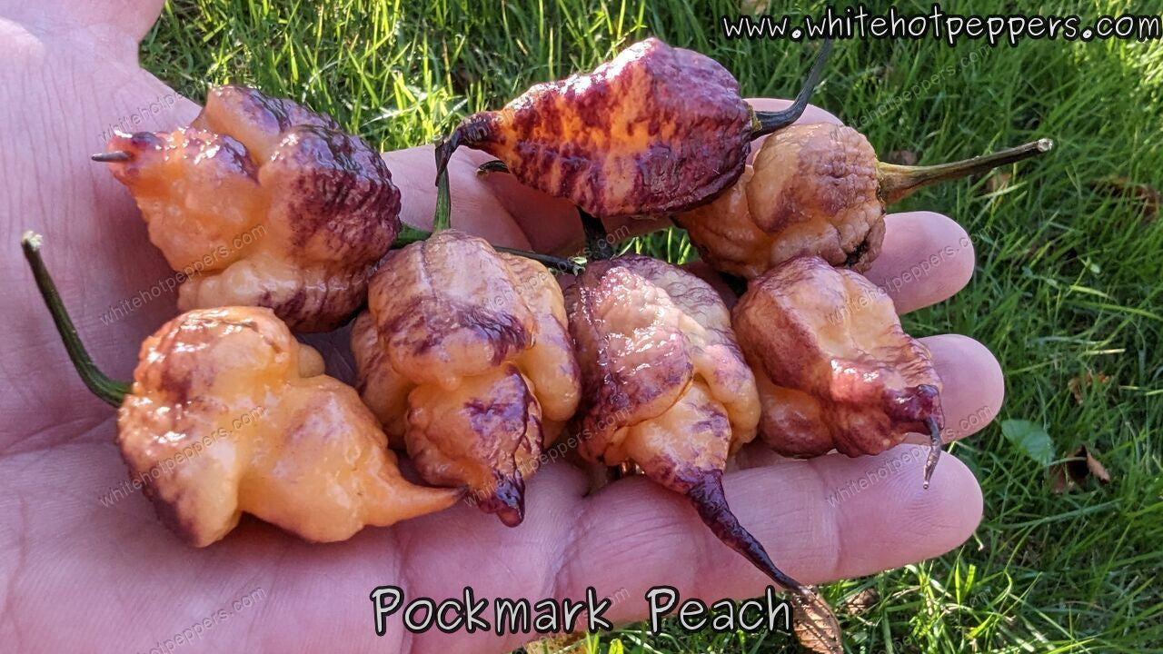 Pockmark Peach - White Hot Peppers LLC