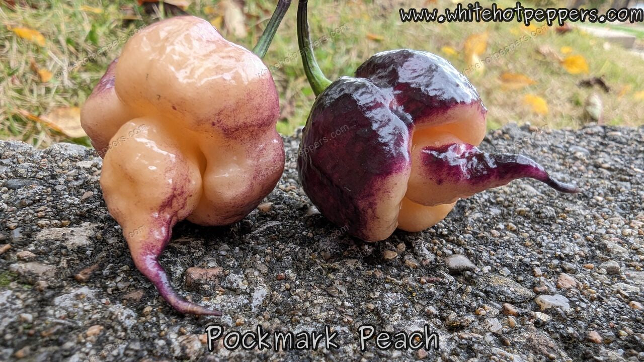 Pockmark Peach - White Hot Peppers LLC