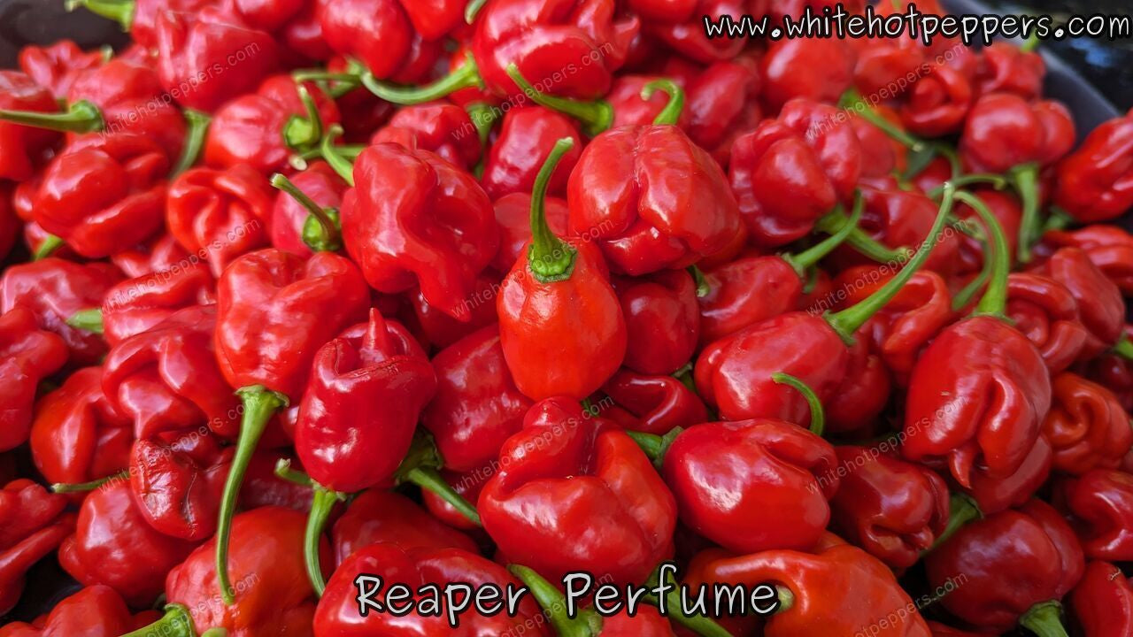 All Chili Pepper Seeds Page 3 - White Hot Peppers LLC