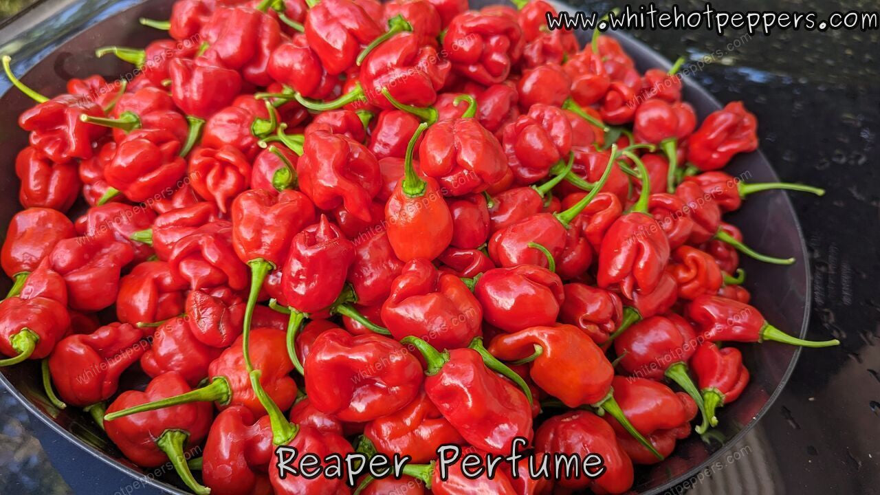 Fadda's Reaper Perfume - White Hot Peppers LLC