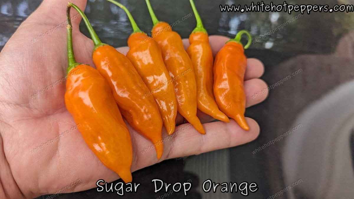 Sugar Drop Orange - White Hot Peppers LLC