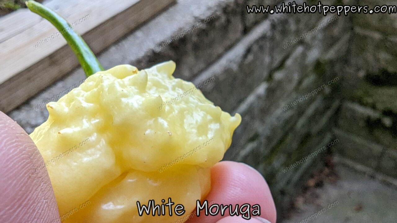 White Moruga - White Hot Peppers LLC