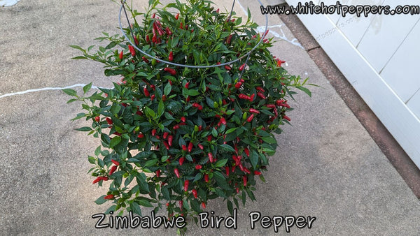 Zimbabwe Bird Pepper - White Hot Peppers LLC