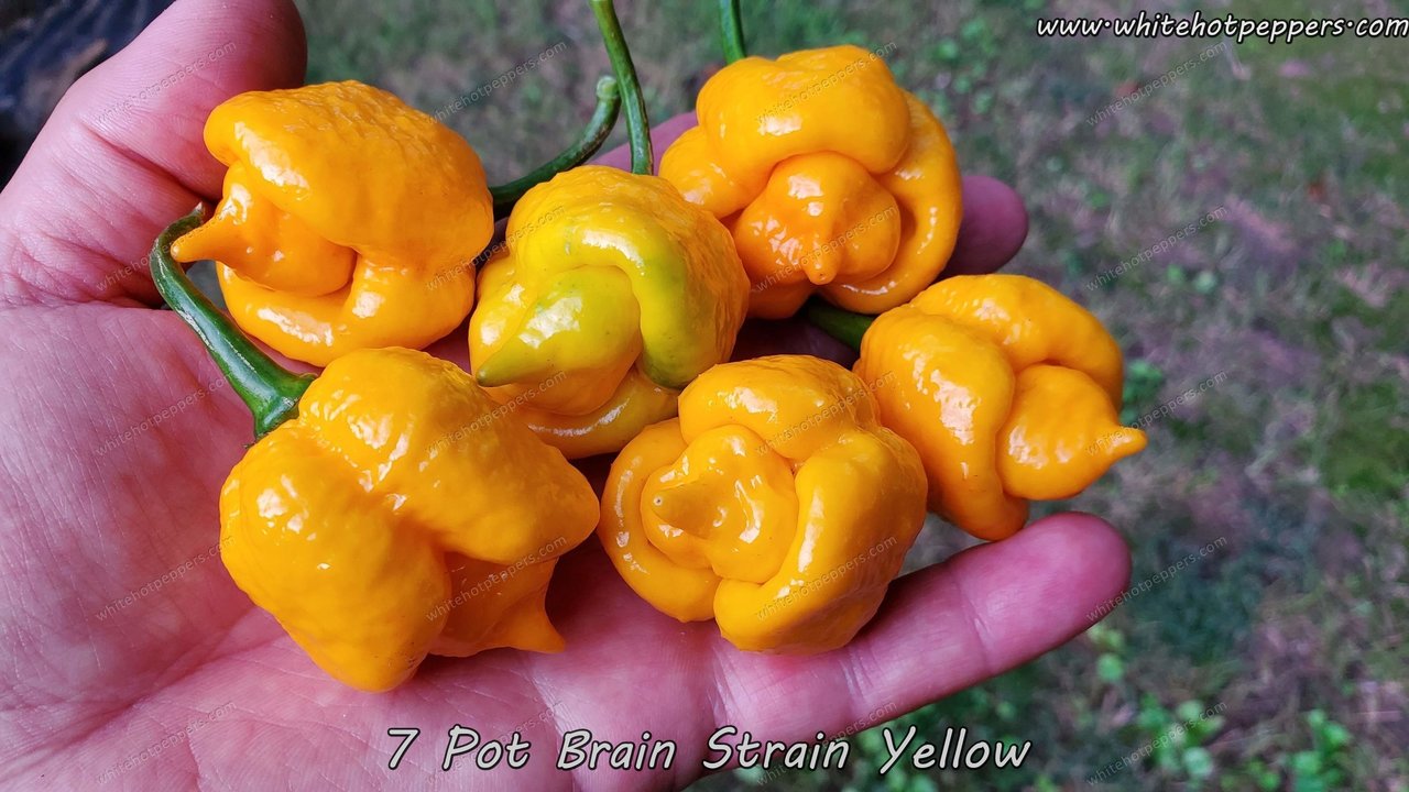 7 Pot Brain Strain Yellow - White Hot Peppers LLC
