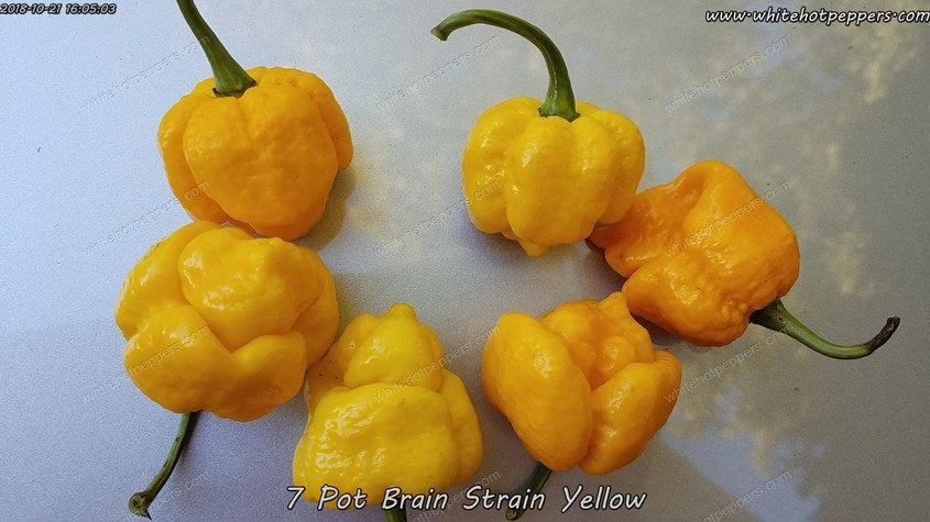 Super Hot Chili Pepper Seeds - White Hot Peppers LLC