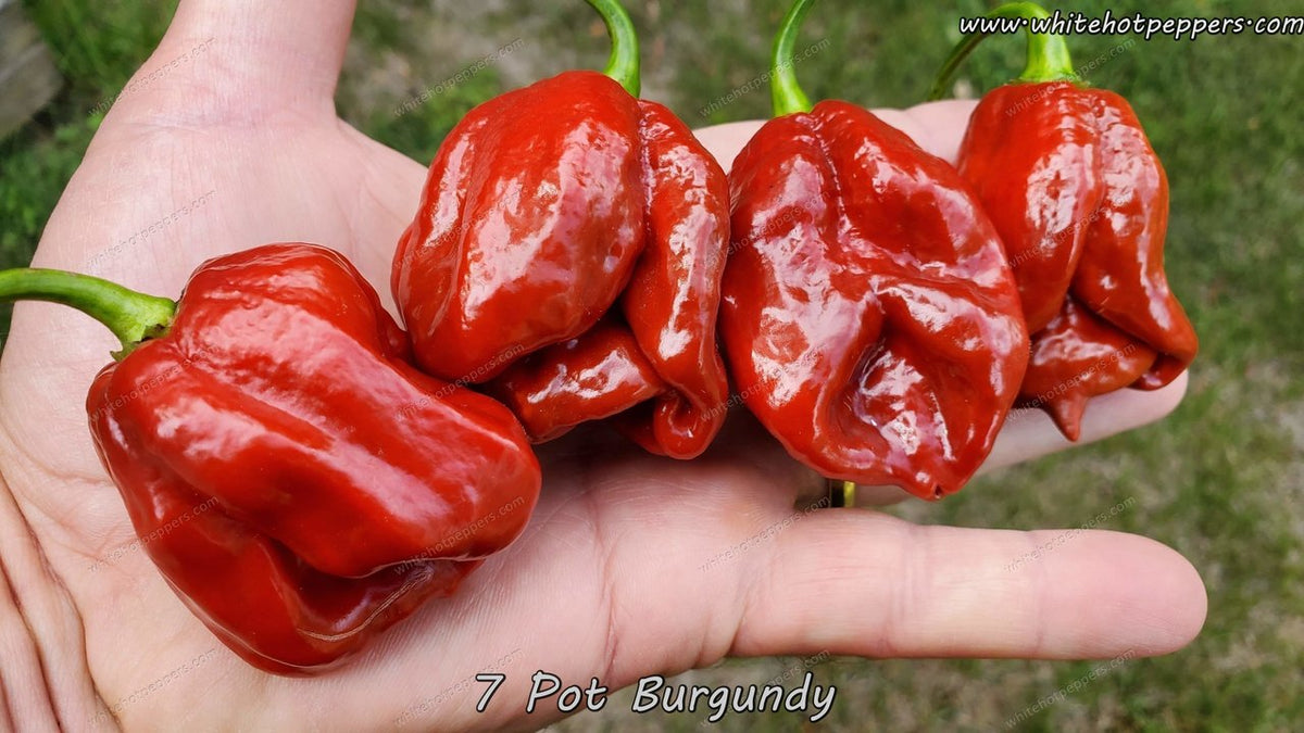 Very Hot Chili Pepper Seeds - White Hot Peppers LLC