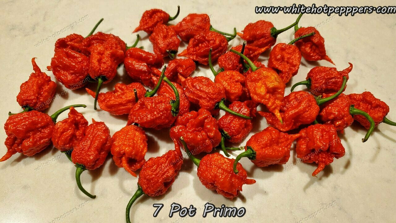 7 Pot Primo - White Hot Peppers LLC