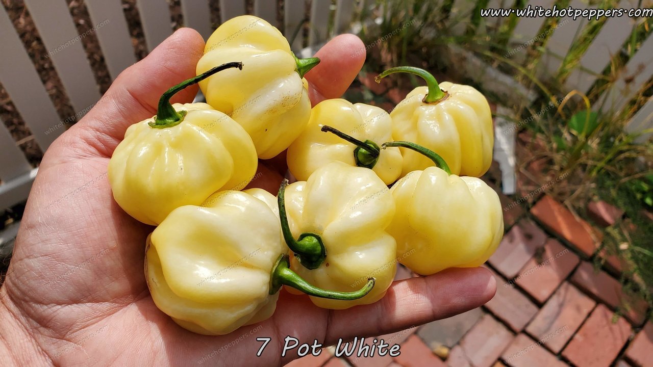 7 Pot White - White Hot Peppers LLC