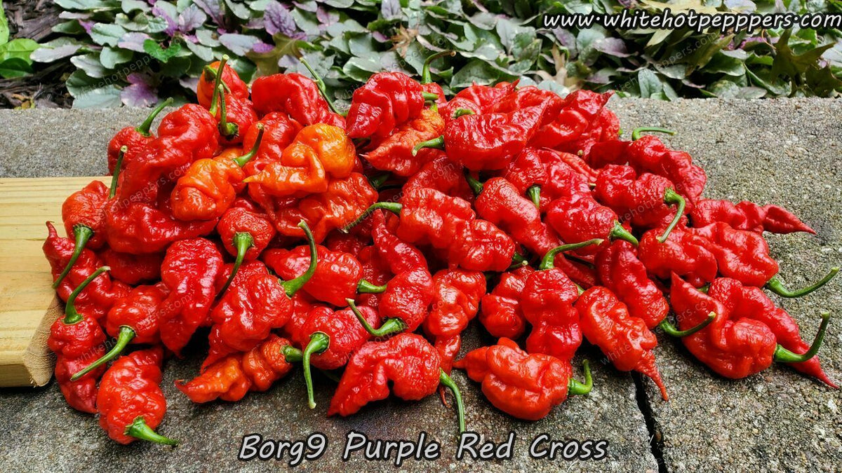 All Chili Pepper Seeds Page 2 - White Hot Peppers LLC