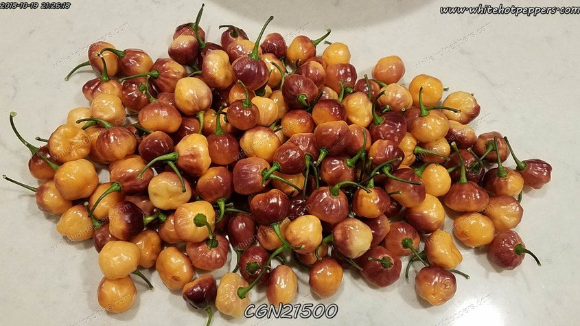 Capsicum Chinense Chili Pepper Seeds Page 2 - White Hot Peppers LLC