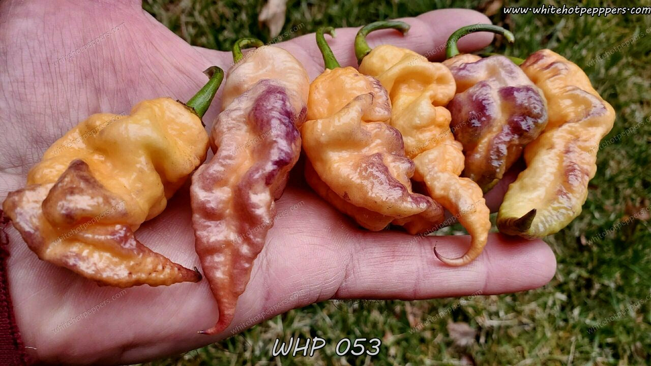 All Chili Pepper Seeds Page 6 - White Hot Peppers LLC