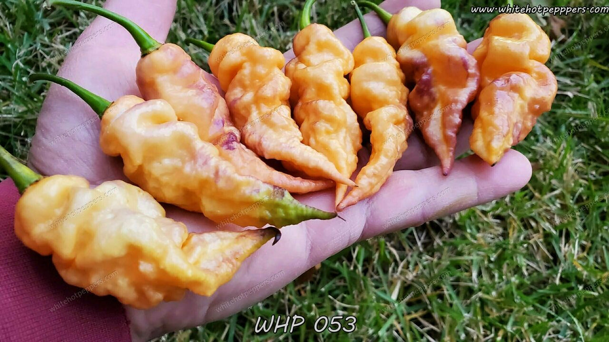 Super Hot Chili Pepper Seeds Page 3 - White Hot Peppers LLC