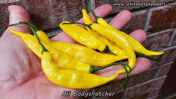 Restocked in 2025 Tagged "Sweet" - White Hot Peppers LLC