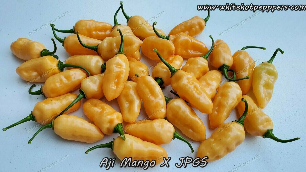 Capsicum Baccatum Chili Pepper Seeds - White Hot Peppers LLC