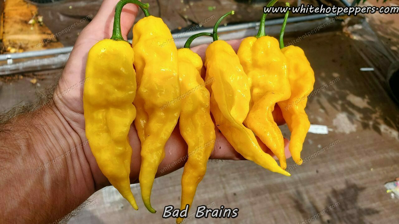 Very Hot Chili Pepper Seeds - White Hot Peppers LLC