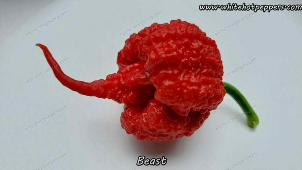 Super Hot Chili Pepper Seeds Tagged "Gnarly" - White Hot Peppers LLC