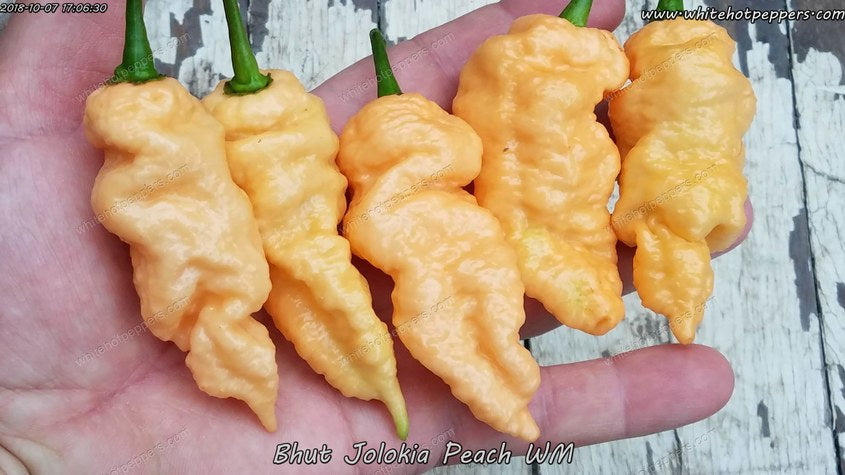 Bhut Jolokia (Ghost) Peach WM - White Hot Peppers LLC