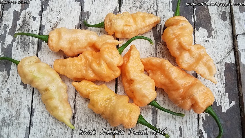 Bhut Jolokia (Ghost) Peach WM - White Hot Peppers LLC
