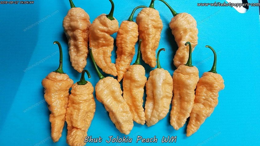 Bhut Jolokia (Ghost) Peach WM - White Hot Peppers LLC