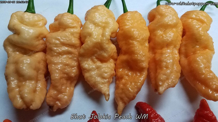 Bhut Jolokia (Ghost) Peach WM - White Hot Peppers LLC