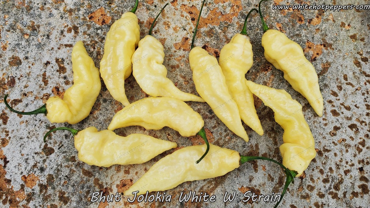 Very Hot Chili Pepper Seeds - White Hot Peppers LLC