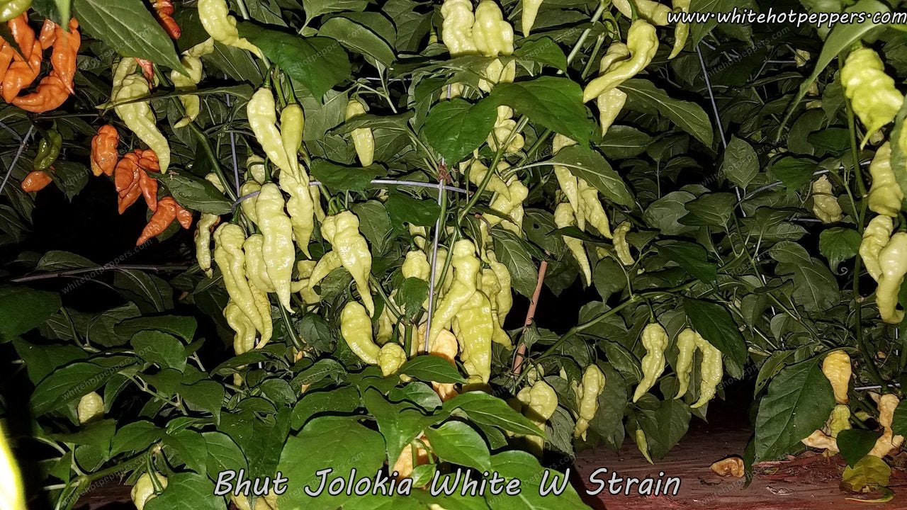 Bhut Jolokia (Ghost) White W Strain - White Hot Peppers LLC