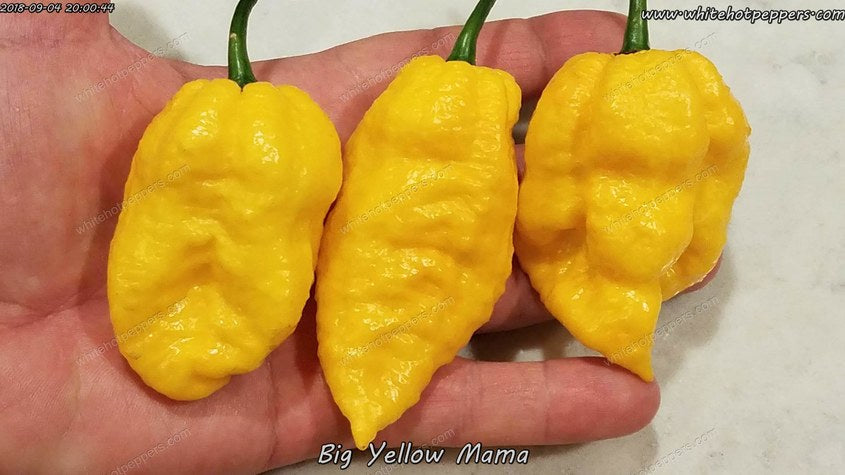 Big Yellow Mama - White Hot Peppers LLC