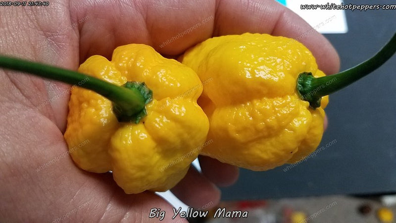 Big Yellow Mama - White Hot Peppers LLC