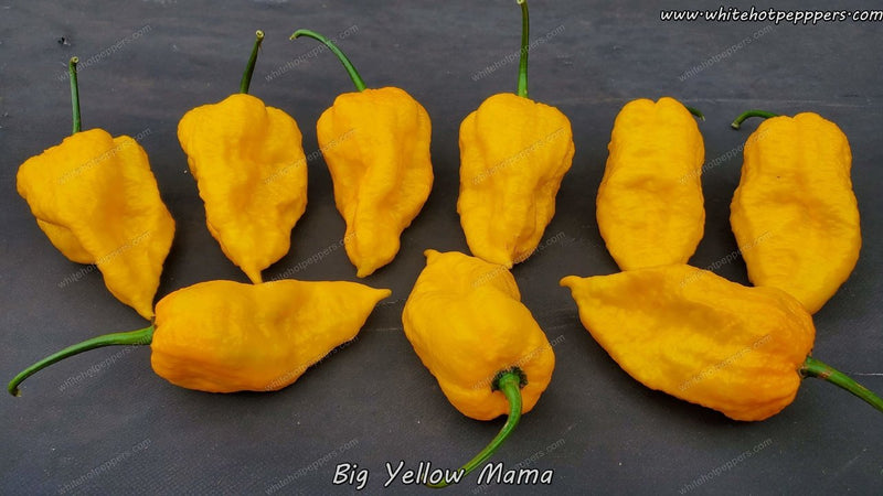Big Yellow Mama - White Hot Peppers LLC