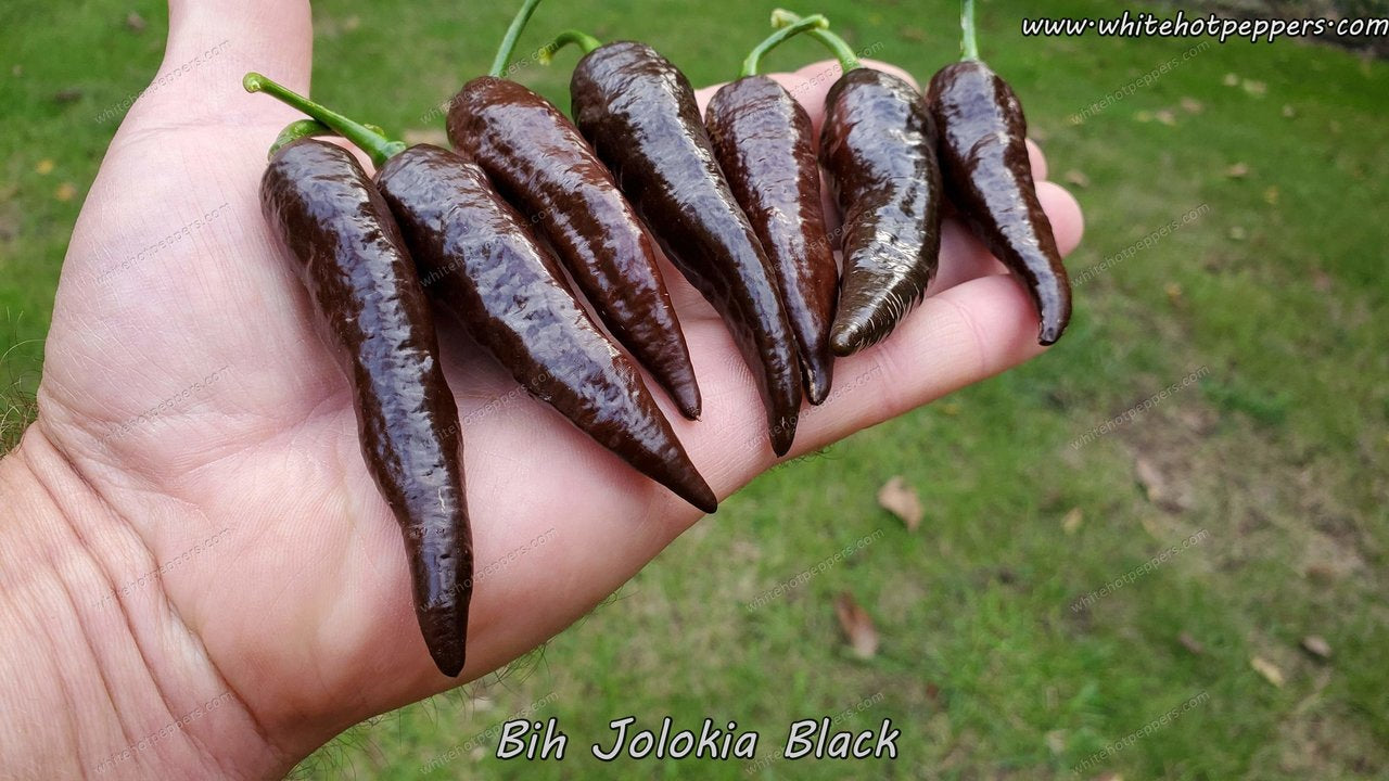 Bih Jolokia Black - White Hot Peppers LLC