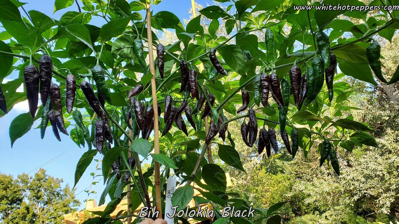 Bih Jolokia Black - White Hot Peppers LLC